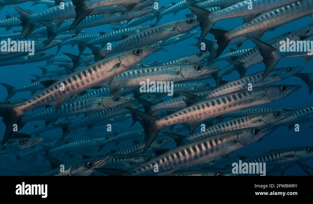 School of fish following one fish Stock Videos & Footage - HD and 4K ...