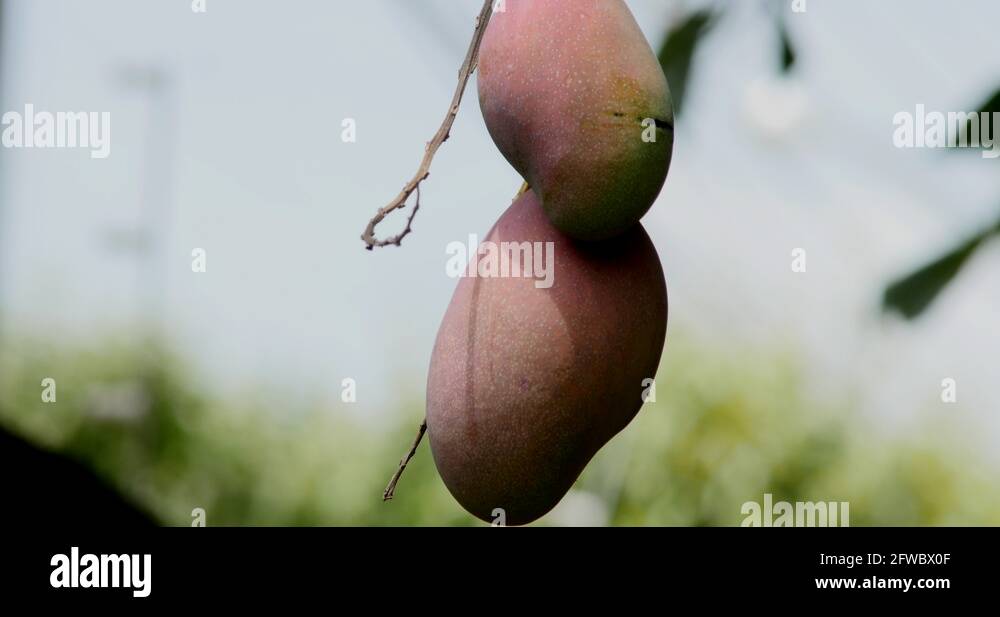 Almost ripe fruit Stock Videos & Footage - HD and 4K Video Clips - Alamy