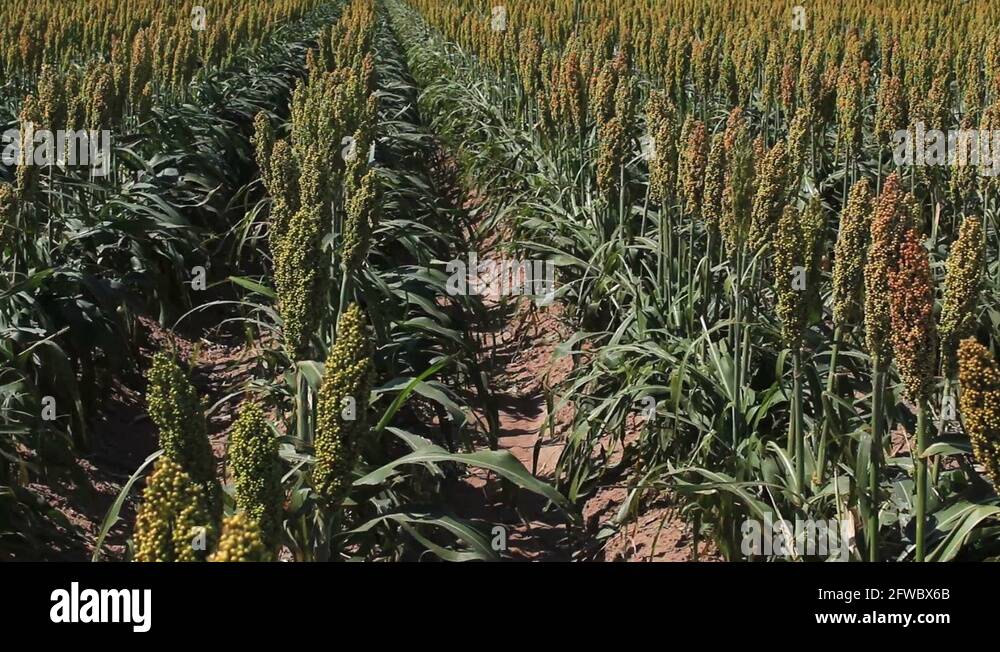 Sorghum plants Stock Videos & Footage - HD and 4K Video Clips - Alamy