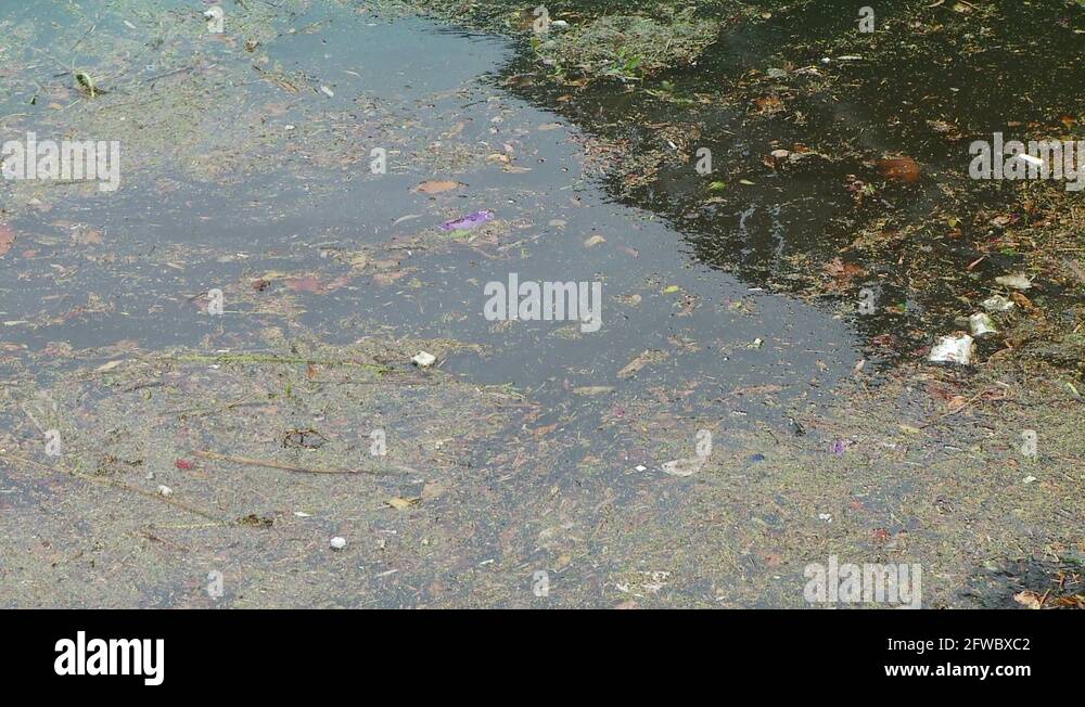 debris floating in large body of rainwater Stock Video Footage - Alamy