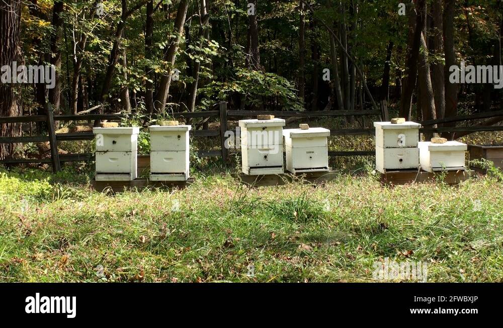 Six insects Stock Videos & Footage - HD and 4K Video Clips - Alamy