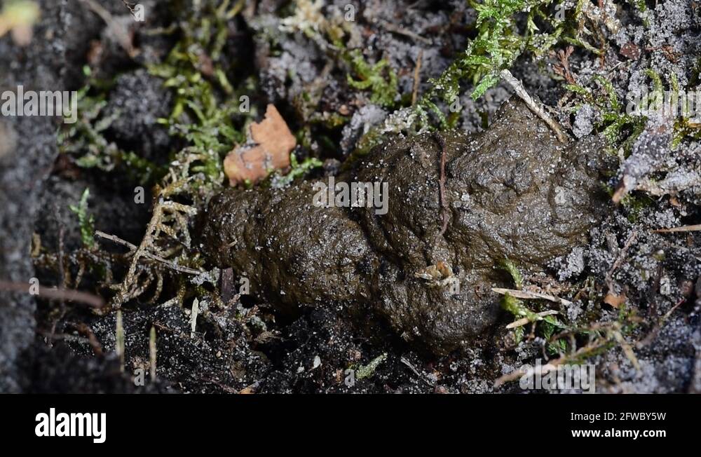 European badger (Meles meles) fresh droppings / poo at latrine Stock ...
