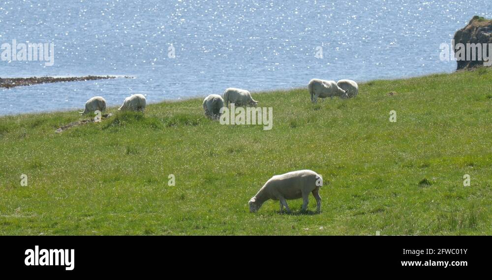 Sheep of the sea Stock Videos & Footage - HD and 4K Video Clips - Alamy