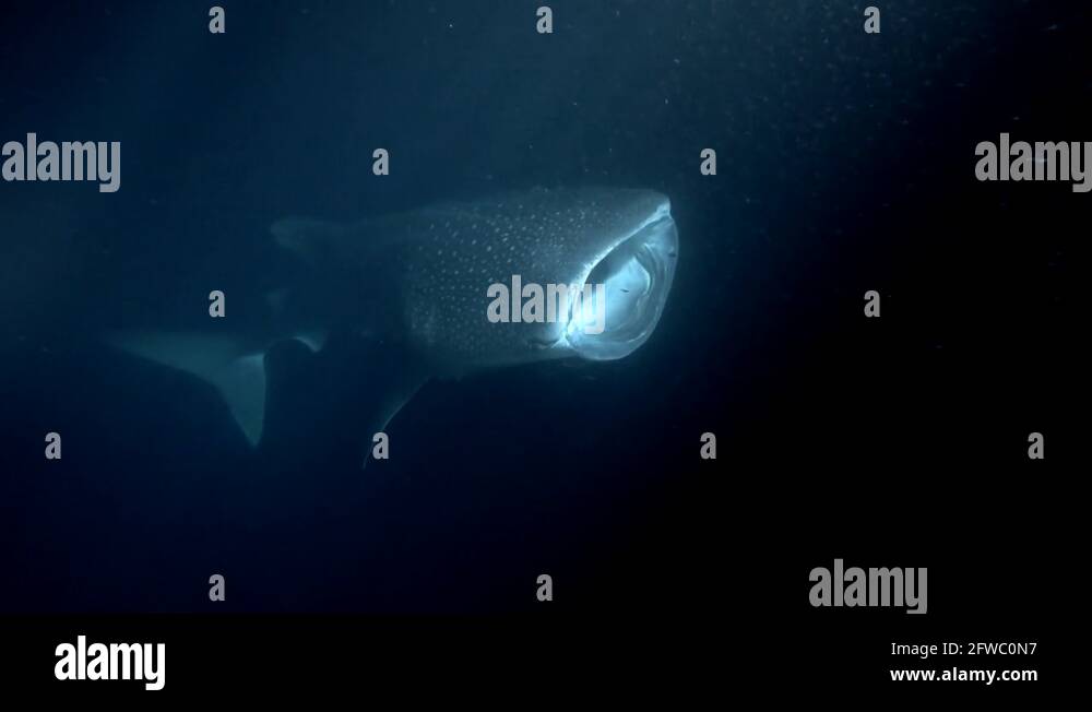 Whale Shark with open mouth, feeding krill in the night Stock Video ...