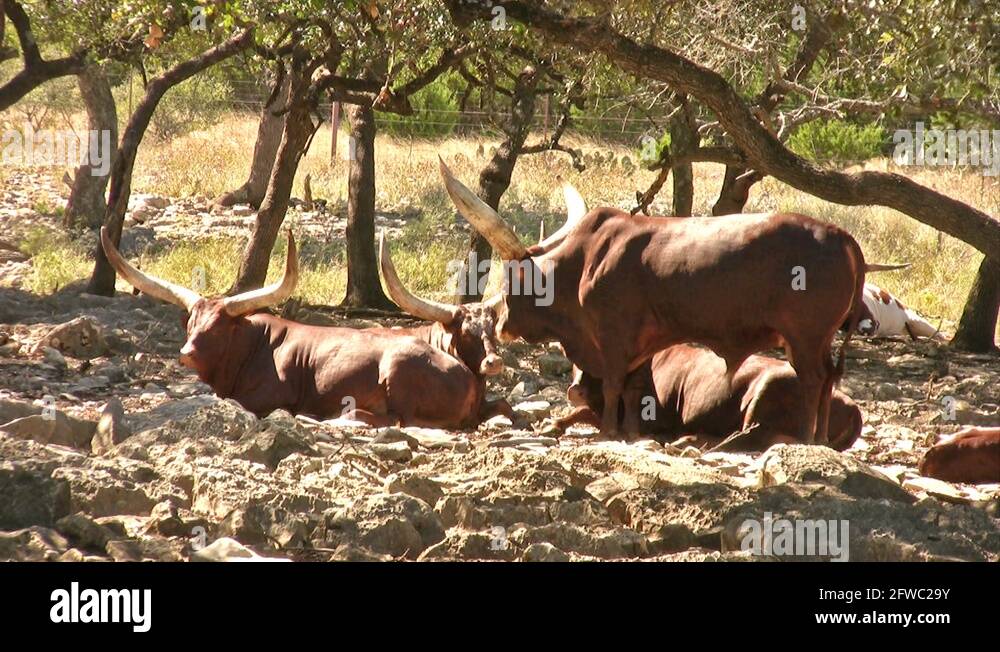 Docile cattle Stock Videos & Footage - HD and 4K Video Clips - Alamy