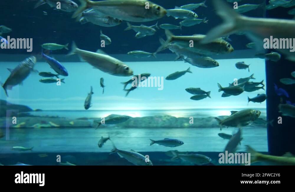 Giant fish tank Stock Videos & Footage - HD and 4K Video Clips - Alamy