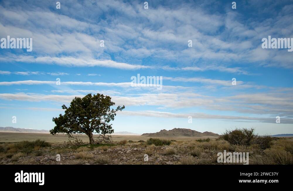 Landscape single tree Stock Videos & Footage - HD and 4K Video Clips ...