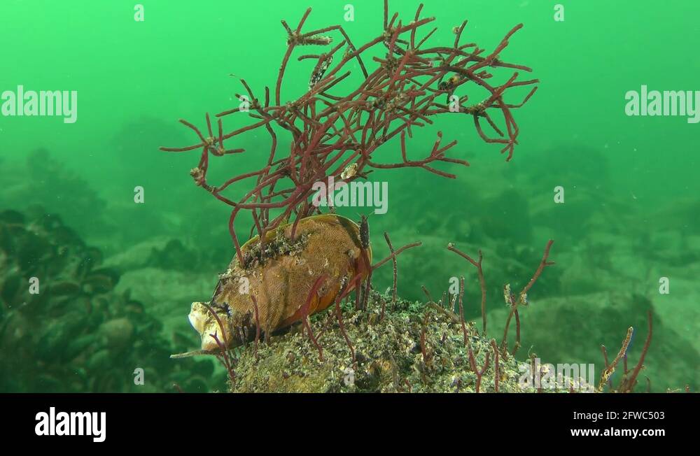 Red algae animal Stock Videos & Footage - HD and 4K Video Clips - Alamy