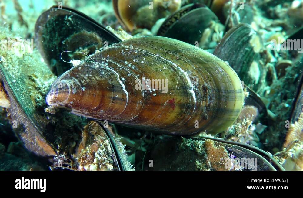 Clam and other marine shells Stock Videos & Footage - HD and 4K Video ...
