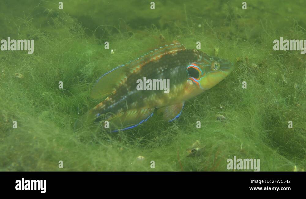 Reproduction Ocellated wrasse (Symphodus ocellatus Stock Video Footage ...