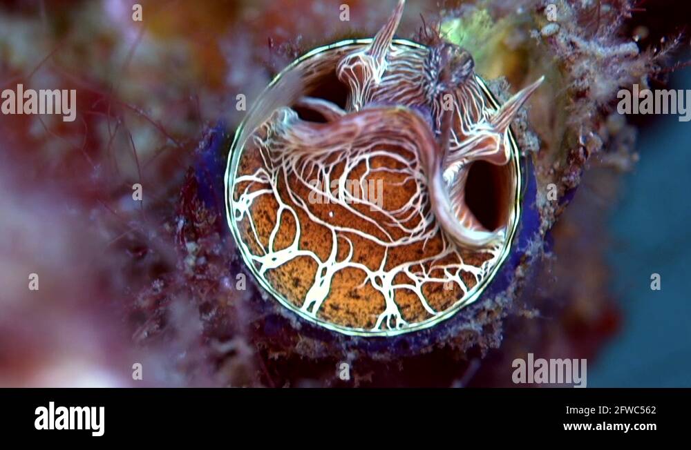 Worm shell Stock Videos & Footage - HD and 4K Video Clips - Alamy