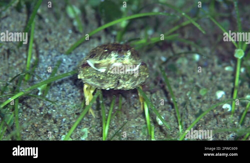 Hepatic box crab (Calappa hepatica) on the sand in Zulu sea Stock Video ...