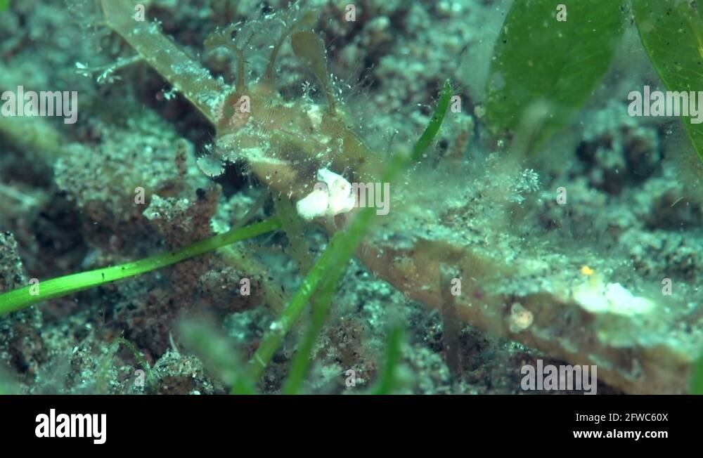 Juvenile Ornate pipefish (Halicampus macrorhynchus) on the sand in Zulu ...