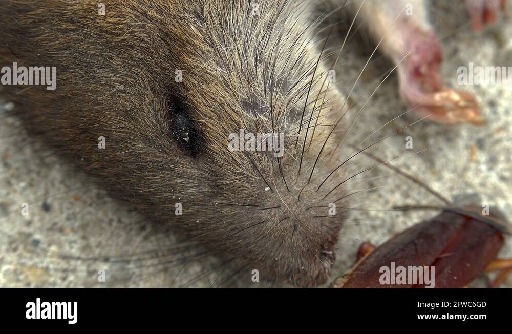 Beautiful cockroach Stock Videos & Footage - HD and 4K Video Clips - Alamy