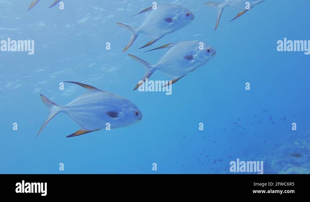 Dart fish Stock Videos & Footage - HD and 4K Video Clips - Alamy
