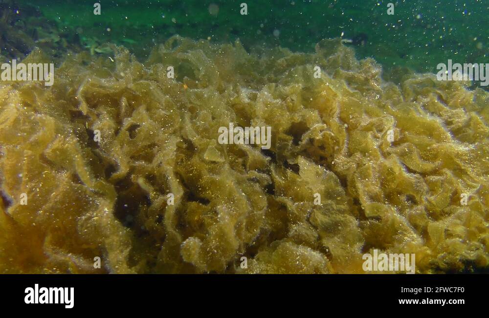 Punctaria latifolia Stock Videos & Footage - HD and 4K Video Clips - Alamy