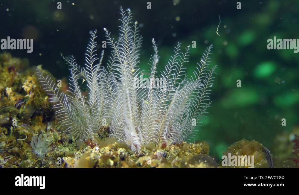 Pluma Stock Videos & Footage - HD and 4K Video Clips - Alamy