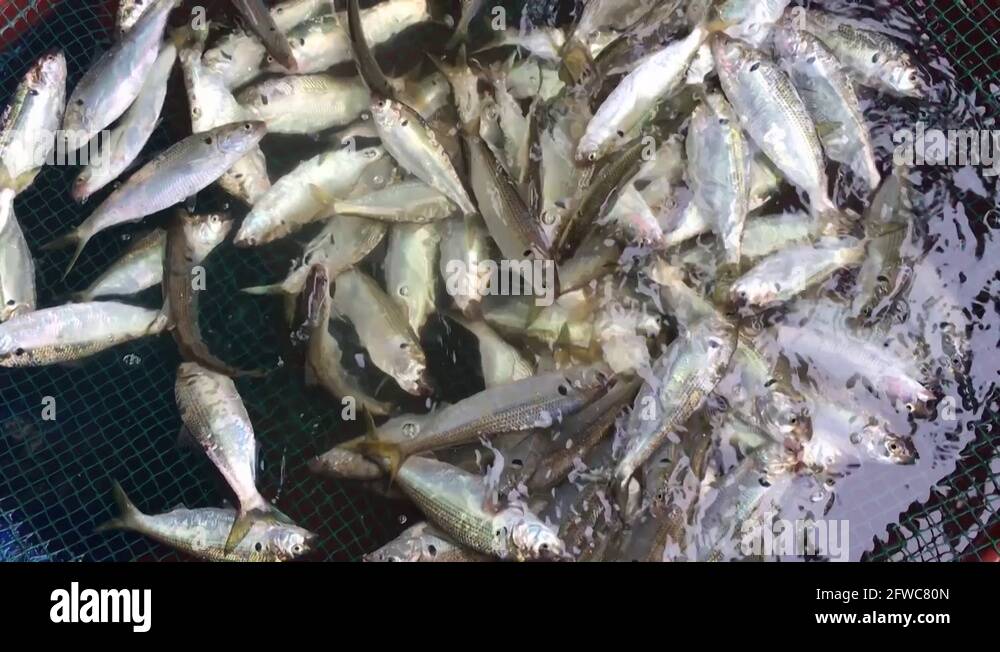 Shoal of swimming fish Stock Videos & Footage - HD and 4K Video Clips ...