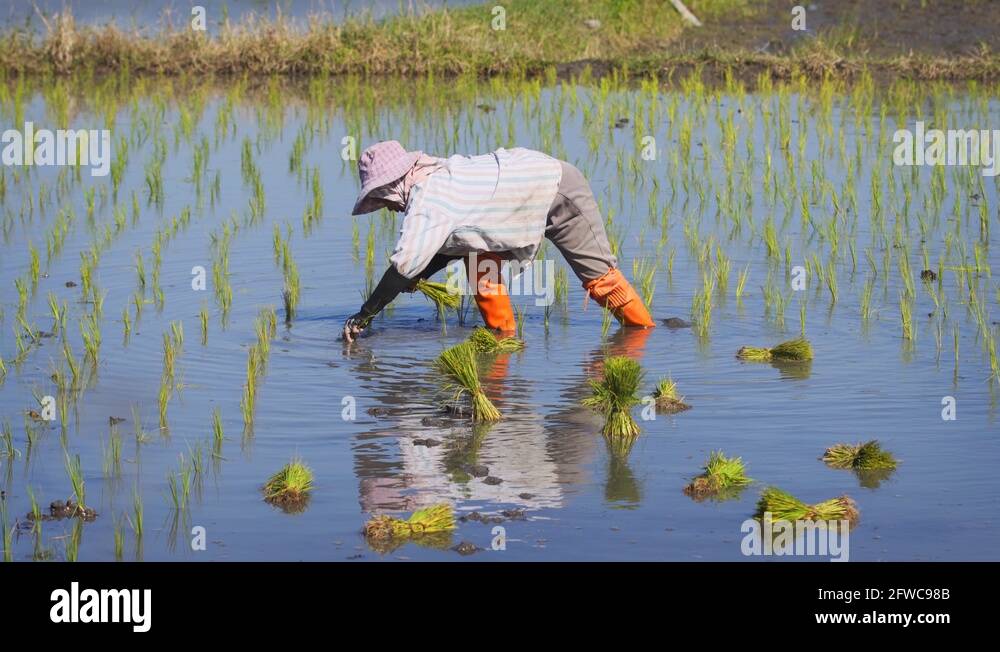 Plantation laborer Stock Videos & Footage - HD and 4K Video Clips - Alamy