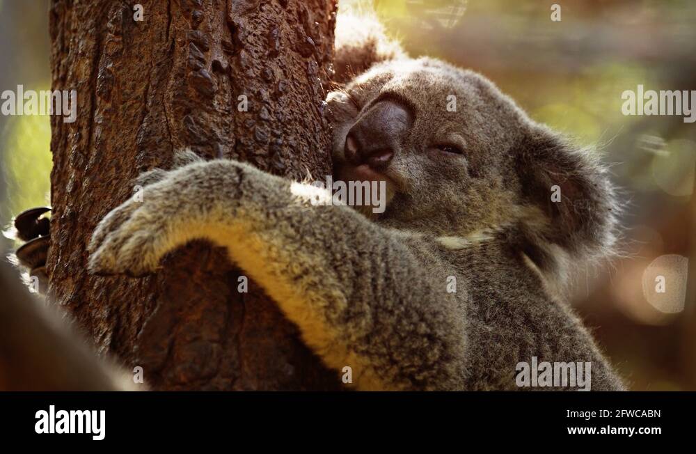 Big koala Stock Videos & Footage - HD and 4K Video Clips - Alamy