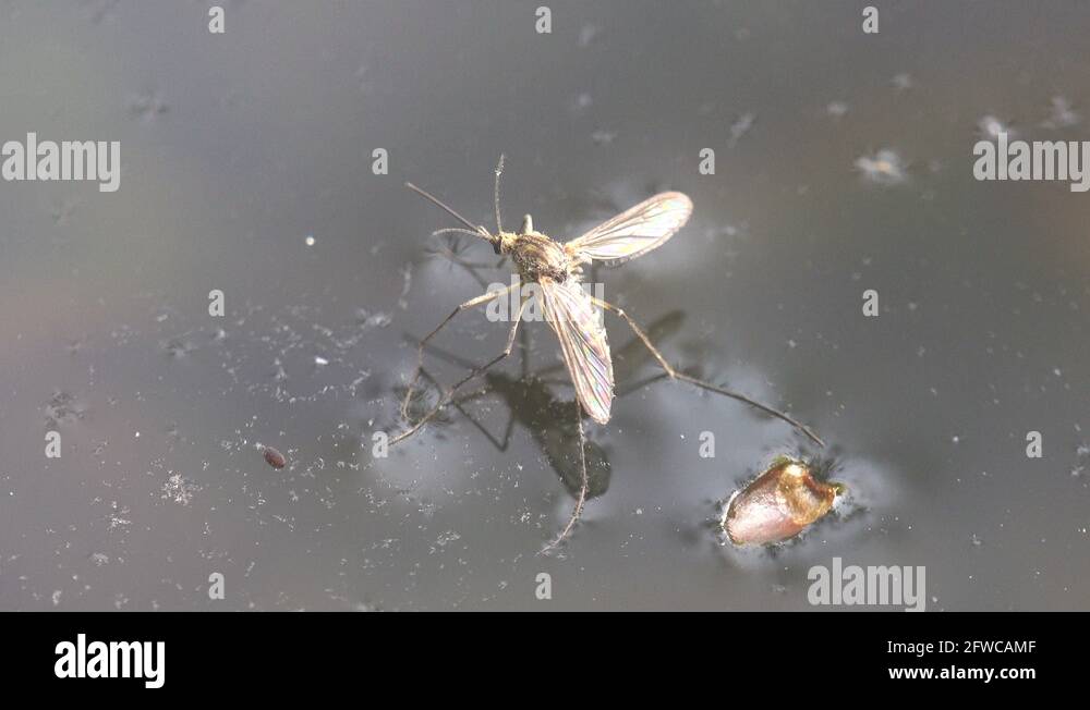 Lake insect Stock Videos & Footage - HD and 4K Video Clips - Alamy
