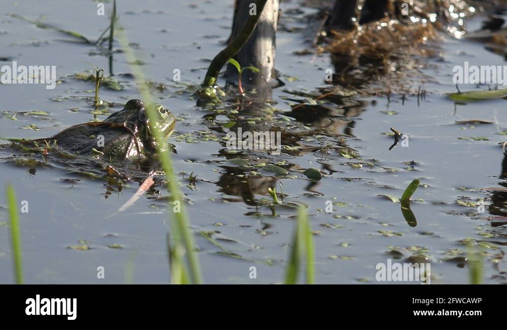 American bullfrog croaking Stock Videos & Footage - HD and 4K Video ...