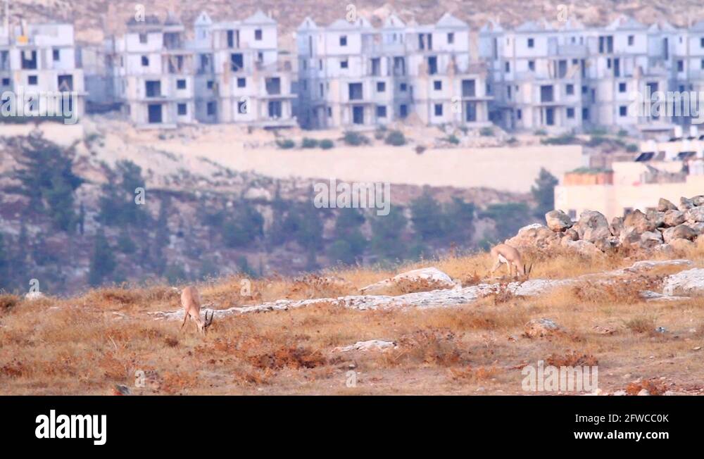 Jewish geography Stock Videos & Footage - HD and 4K Video Clips - Alamy