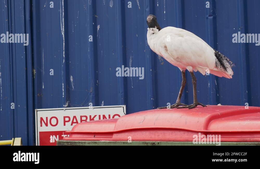 Ibis bird rubbish Stock Videos & Footage - HD and 4K Video Clips - Alamy