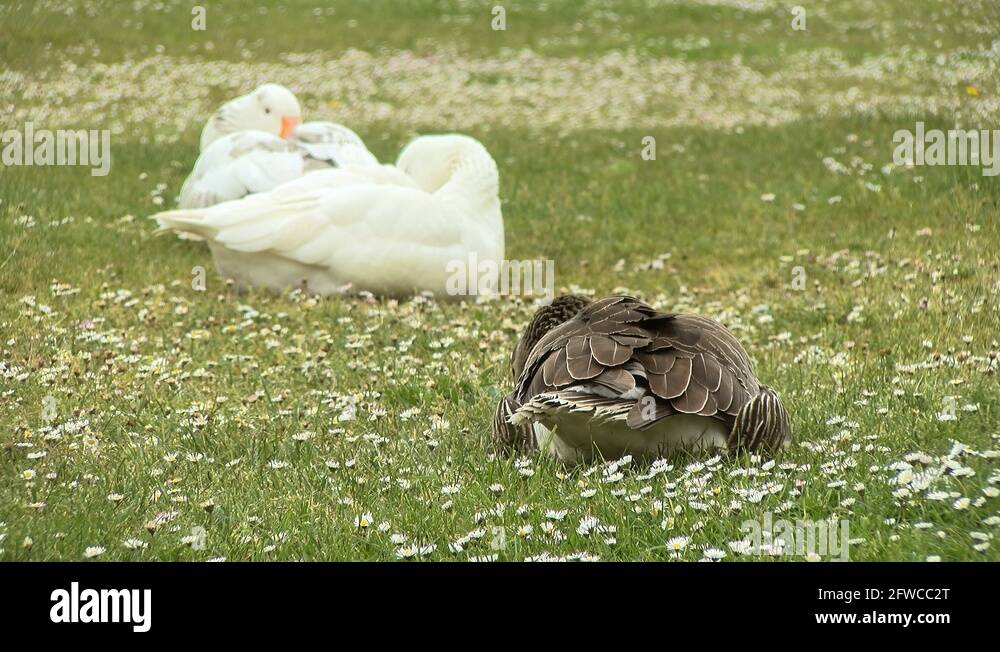 Fat geese Stock Videos & Footage - HD and 4K Video Clips - Alamy