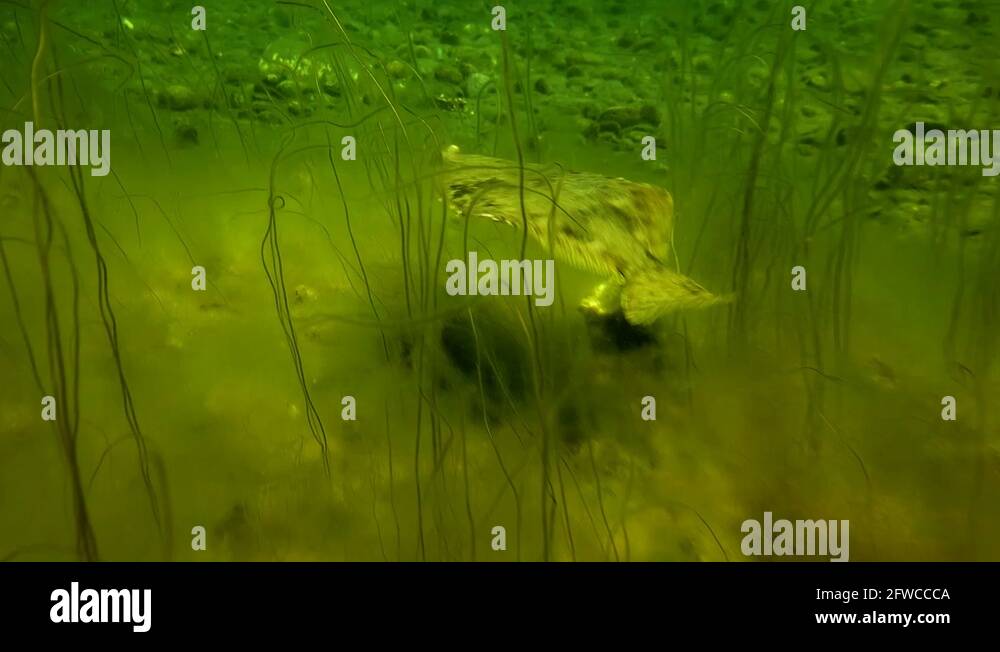 Flounder fish Stock Videos & Footage - HD and 4K Video Clips - Alamy