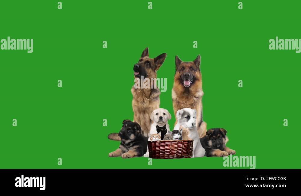 Group animals Stock Videos & Footage - HD and 4K Video Clips - Alamy