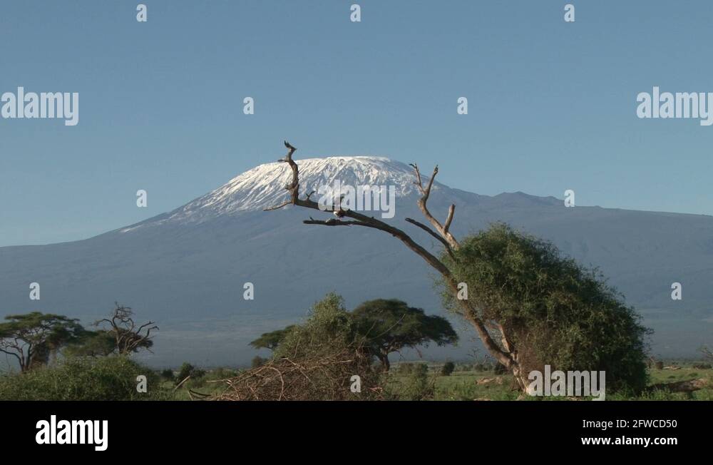 Snow goose tree Stock Videos & Footage - HD and 4K Video Clips - Alamy