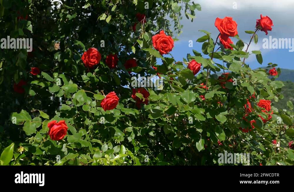 Wind bush roses Stock Videos & Footage - HD and 4K Video Clips - Alamy