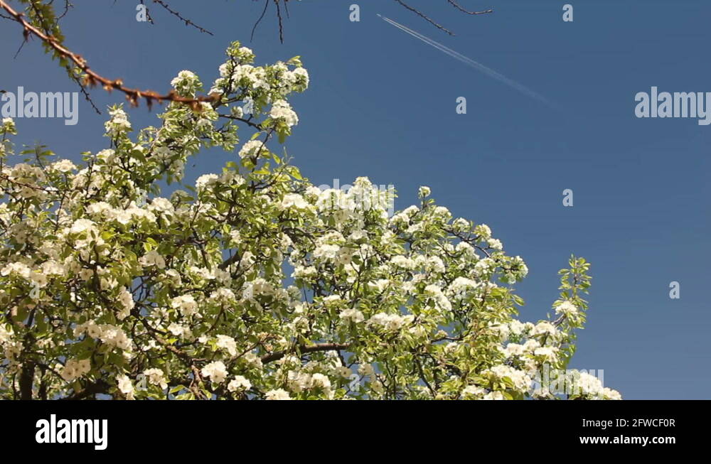 Flower aircraft Stock Videos & Footage - HD and 4K Video Clips - Alamy