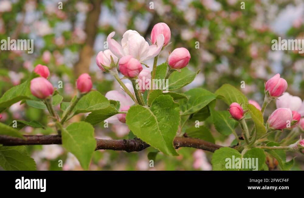 Cherry apple tree Stock Videos & Footage - HD and 4K Video Clips - Alamy