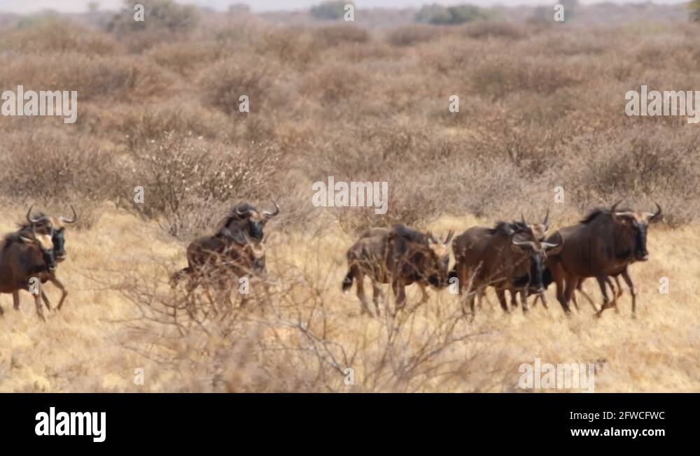 South african wilderness Stock Videos & Footage - HD and 4K Video Clips ...