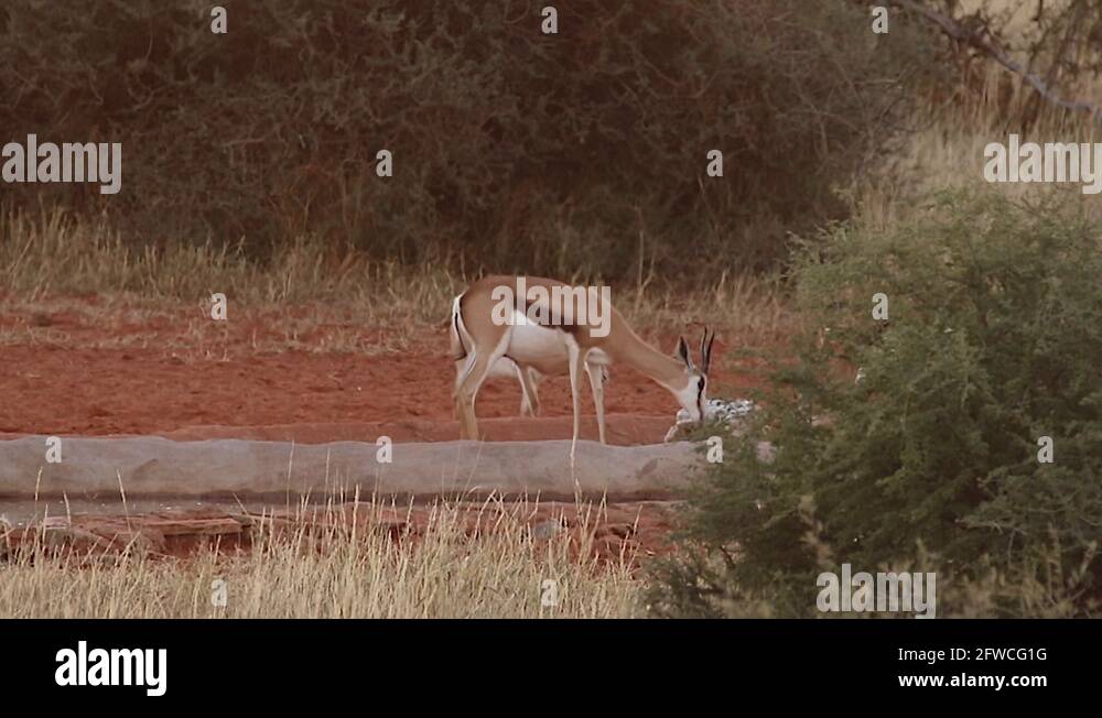 A springbok in south africa Stock Videos & Footage - HD and 4K Video ...