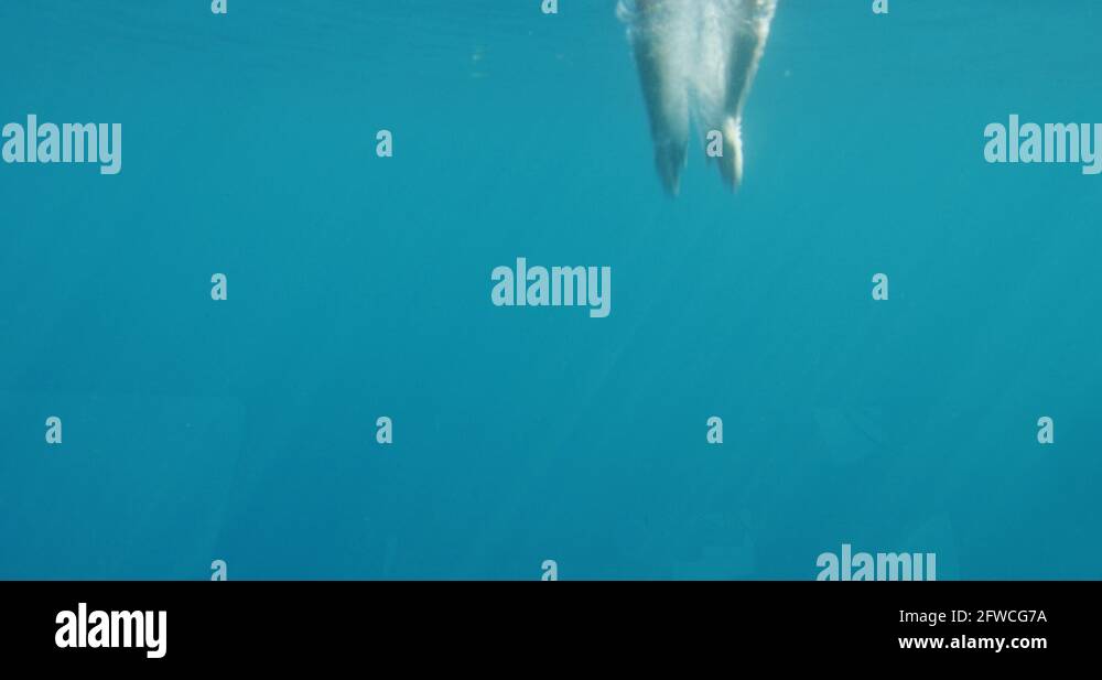 Underwater Footage of Man Jumping into Water and Swimming. Diving in ...