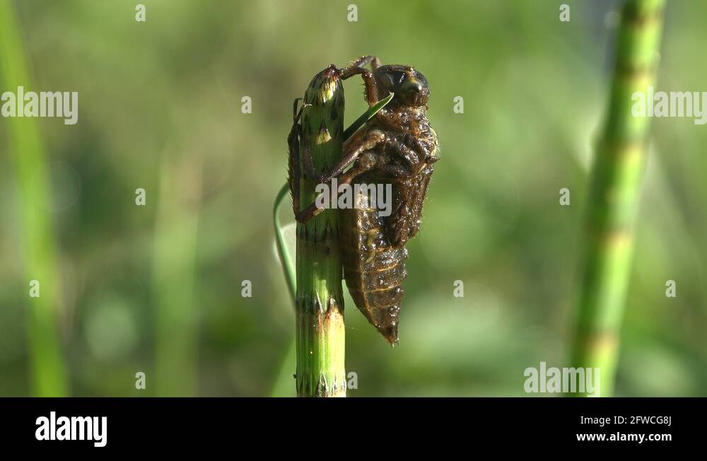 Adult stage of fly Stock Videos & Footage - HD and 4K Video Clips - Alamy