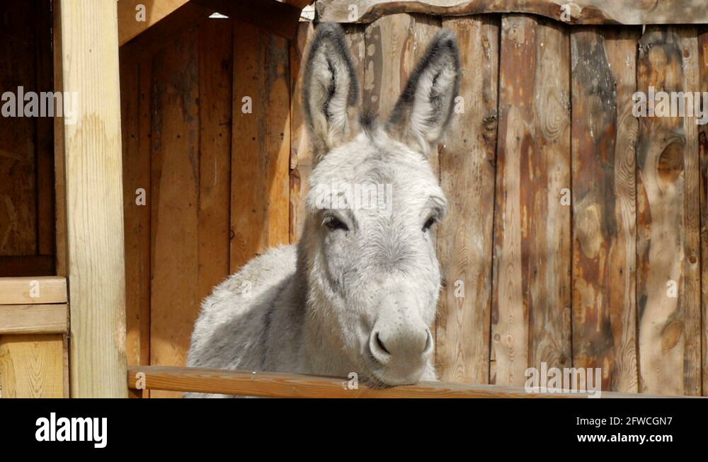 Sad donkey Stock Videos & Footage - HD and 4K Video Clips - Alamy