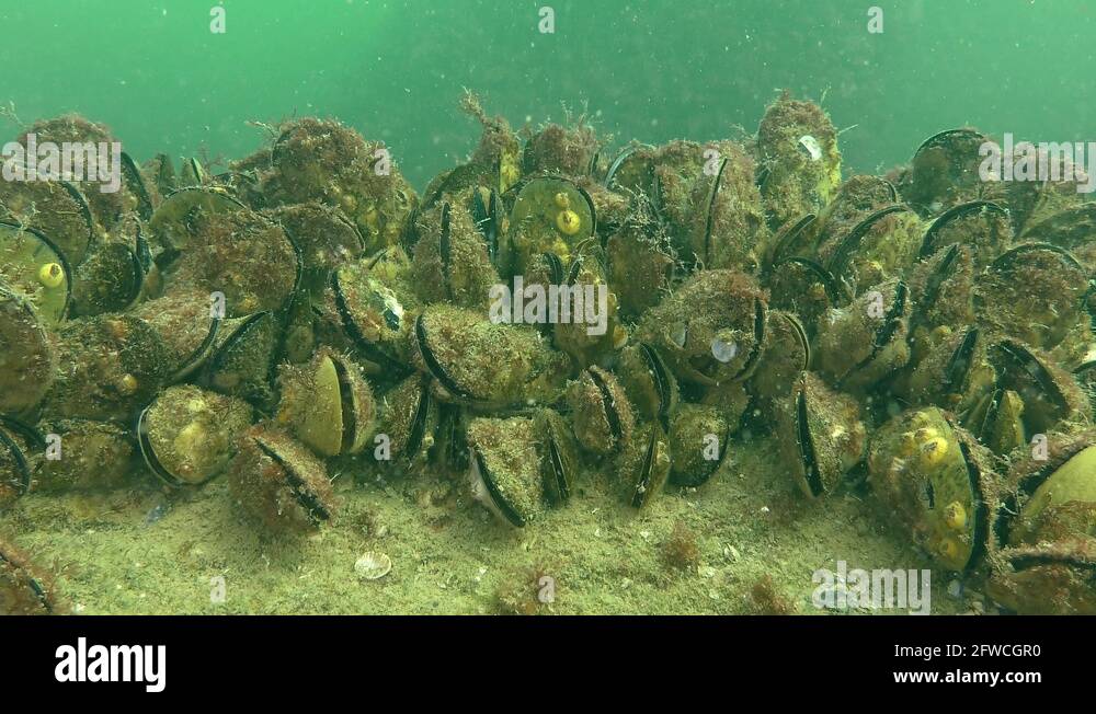 Settlement of mussels (Mytilus sp.) on the seabed Stock Video Footage ...