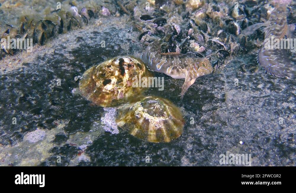 Common limpet shells Stock Videos & Footage - HD and 4K Video Clips - Alamy