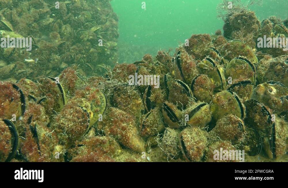 Settlement of mussels (Mytilus sp.) on the seabed Stock Video Footage ...