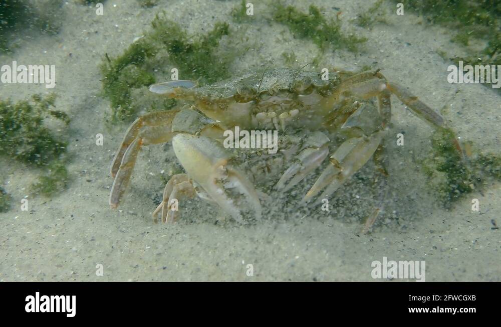 Mating of Flying swimming crab (Liocarcinus holsatus Stock Video ...
