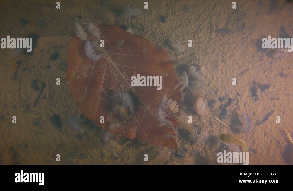 Freshwater amphipod Stock Videos & Footage - HD and 4K Video Clips - Alamy