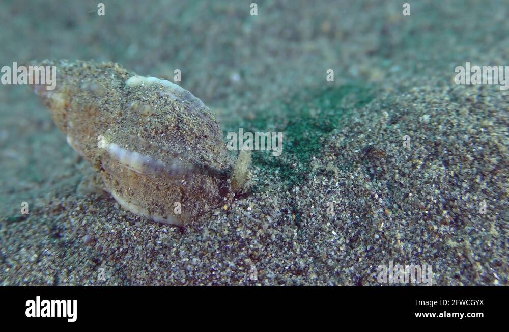 Hinia reticulata Stock Videos & Footage - HD and 4K Video Clips - Alamy