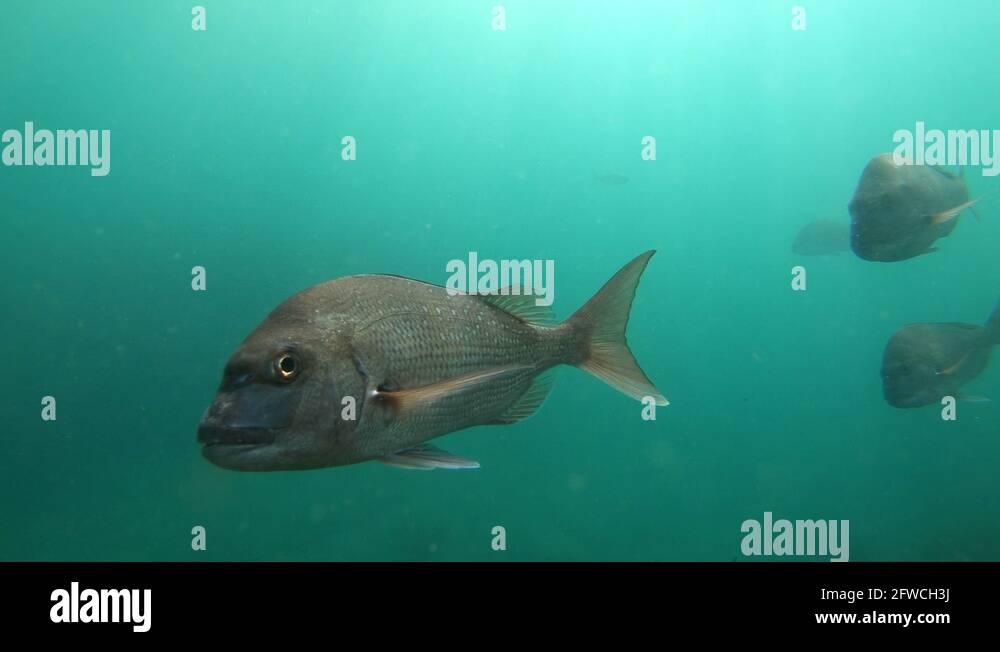 Australasian snapper underwater at Goat Island marine reserve, New ...