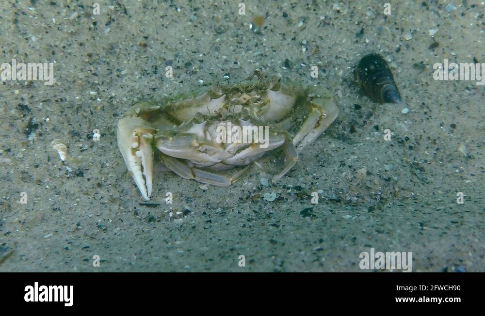 Mating of Flying swimming crab (Liocarcinus holsatus Stock Video ...
