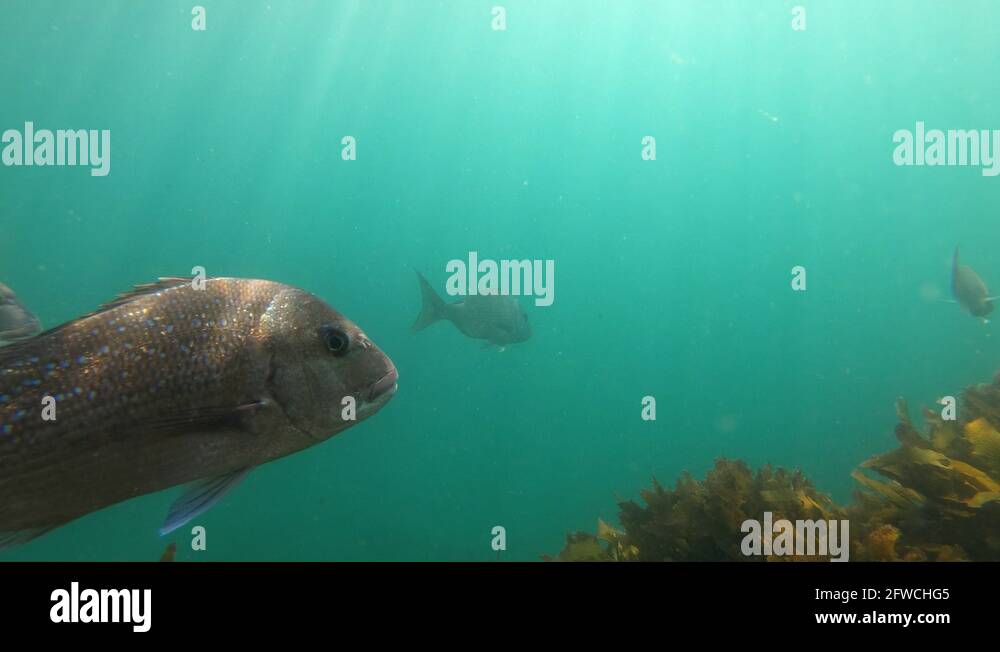Marine life at goat island new zealand Stock Videos & Footage - HD and ...