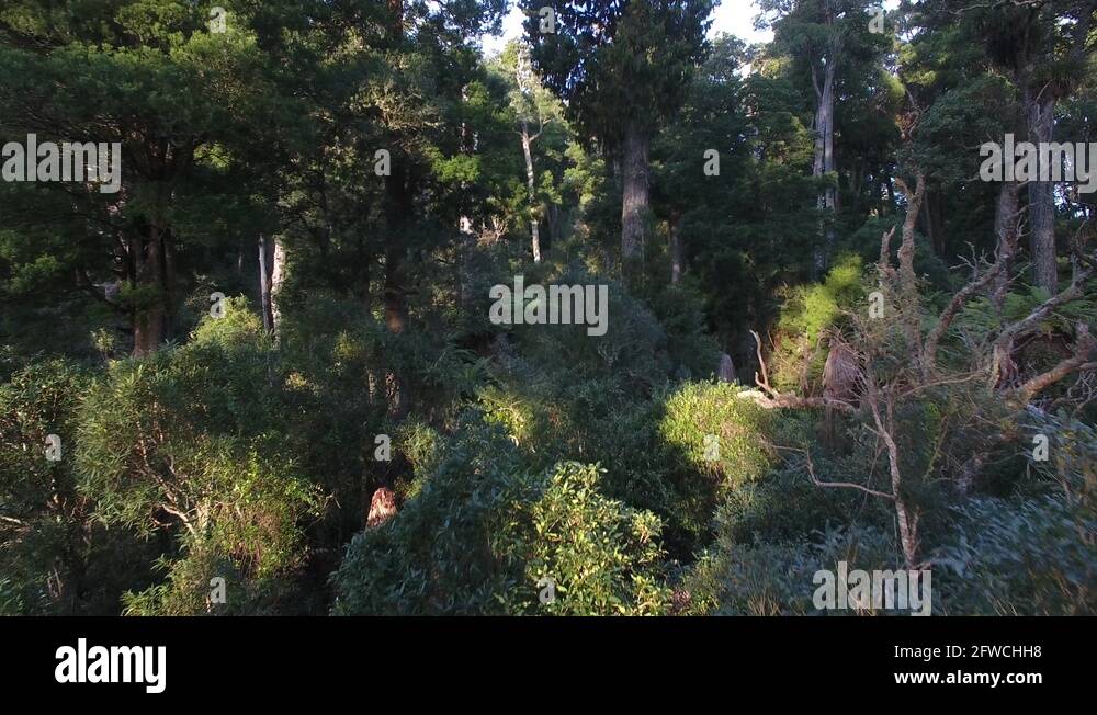 Endemic trees Stock Videos & Footage - HD and 4K Video Clips - Alamy